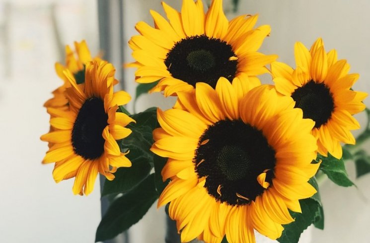 Tak Hanya Cantik, Bunga Juga Bikin Kamu Makin Sehat, lho!